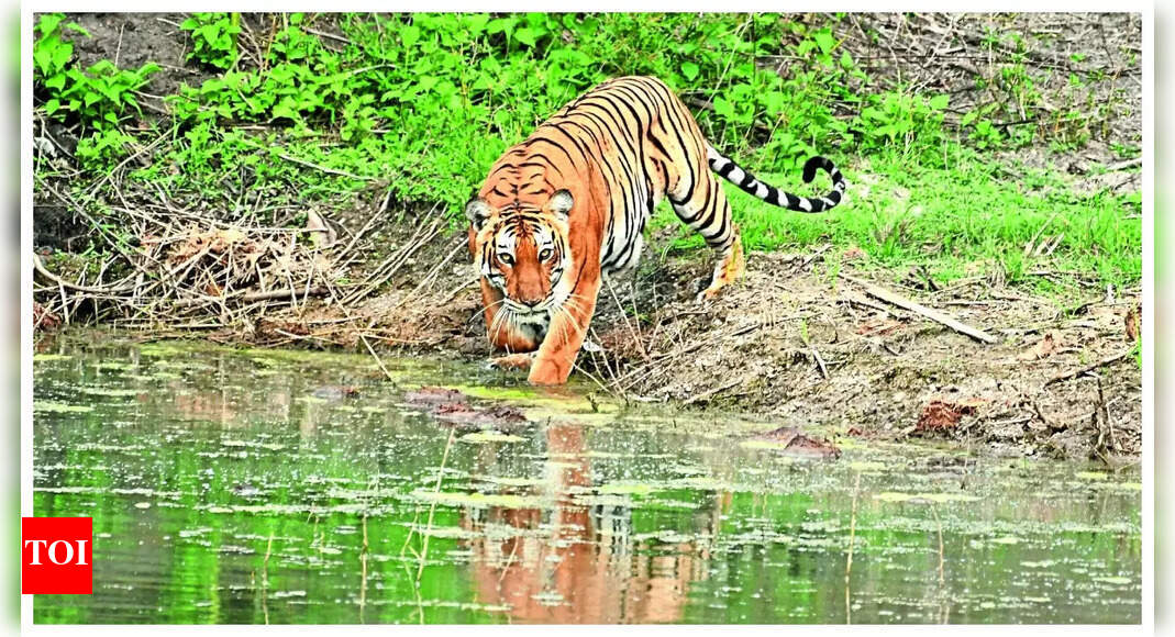 Tiger Population: Madhya Pradesh-Karnataka tiger tally row puts focus ...