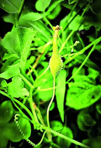 Medicinal Properties: After 57 Years, Rare Climber Plant Spotted At ...