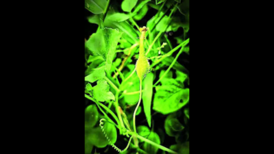After 57 years, rare climber plant spotted at Pavagadh | Vadodara News ...