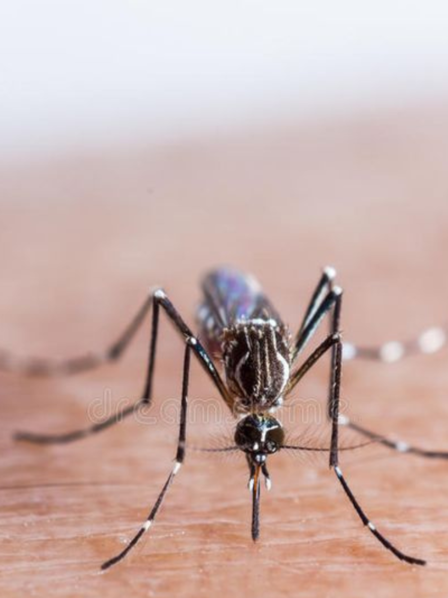 Dengue Fever Prevention: 7 Ways To Reduce The Risk Of The Viral Disease ...