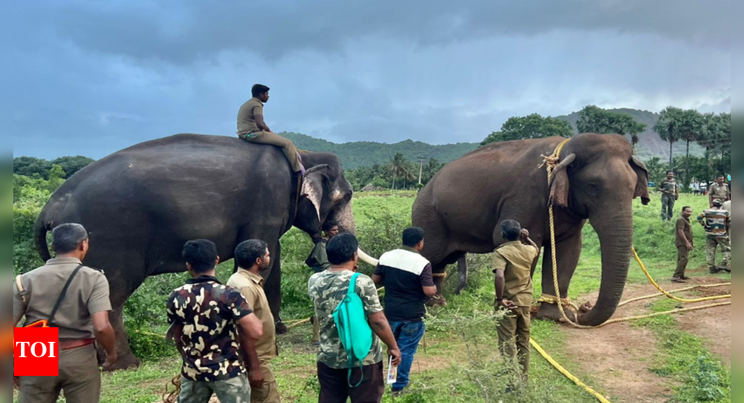 Crop-raiding makhna elephant captured in Tamil Nadu | Coimbatore News ...