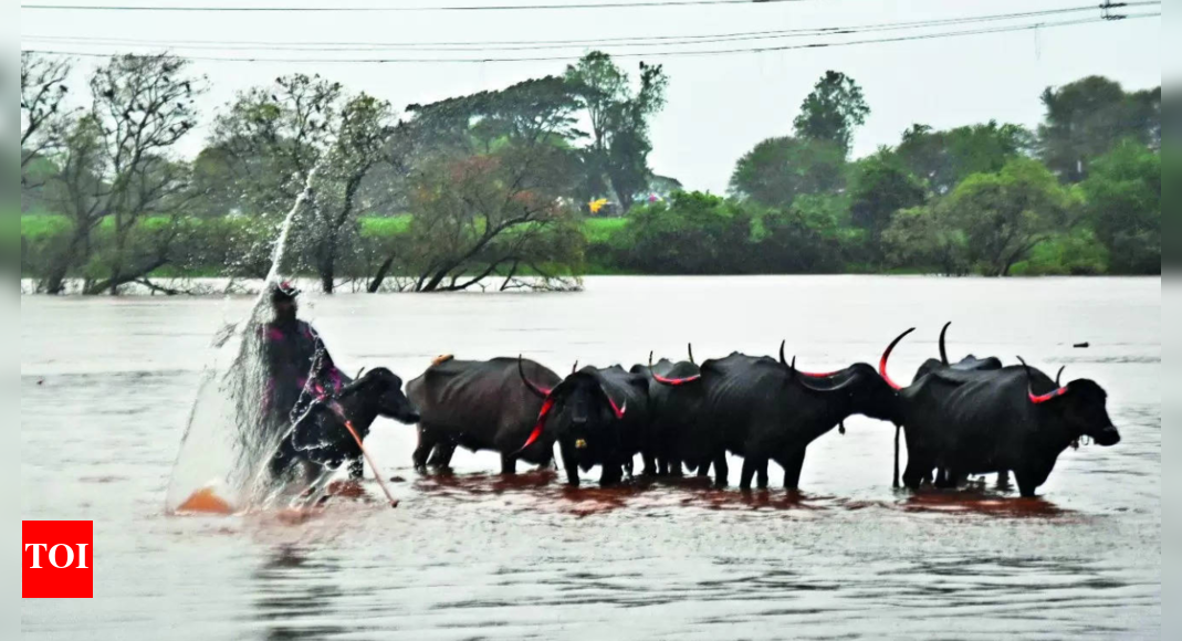 Evacuees return as intensity of rain drops in Kolhapur district ...