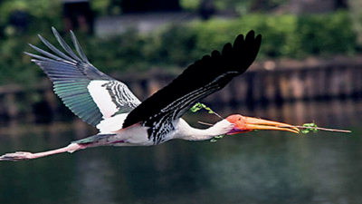 Birds of paradise | Kolkata News - Times of India