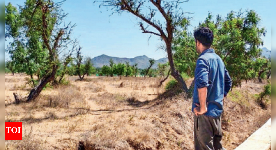 Vellore: How techie planted more than 8,000 tree saplings to create a ...