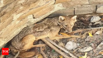 Jackal beaten to death for 'attack' on villagers | Bhubaneswar News ...