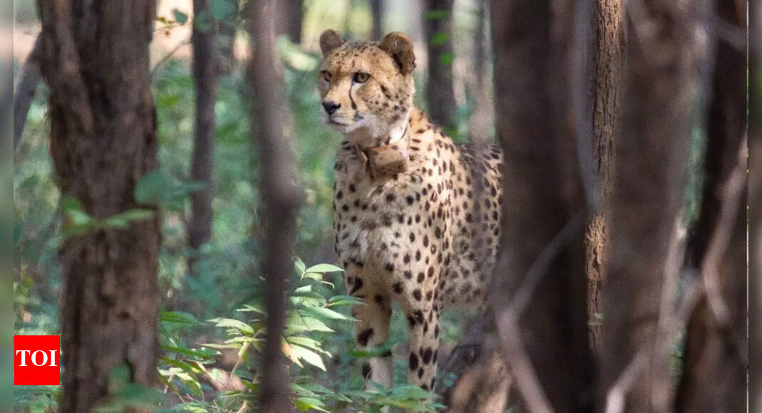 Kuno National Park Cheetah Death: Cheetah Tbilisi found dead in Kuno ...