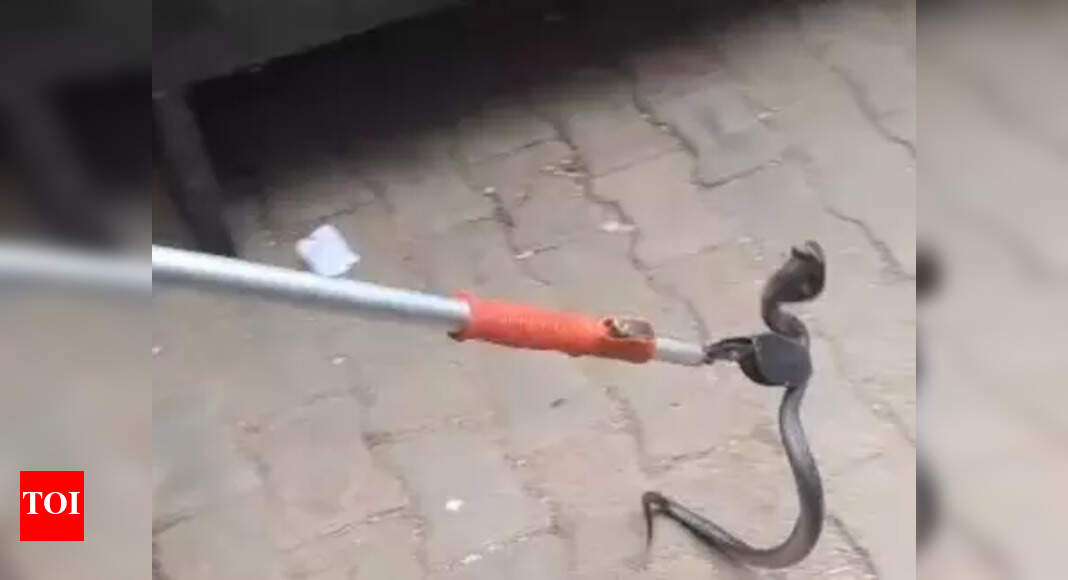 2 kids die of suspected snake bite in Haryana's Kurukshetra district ...
