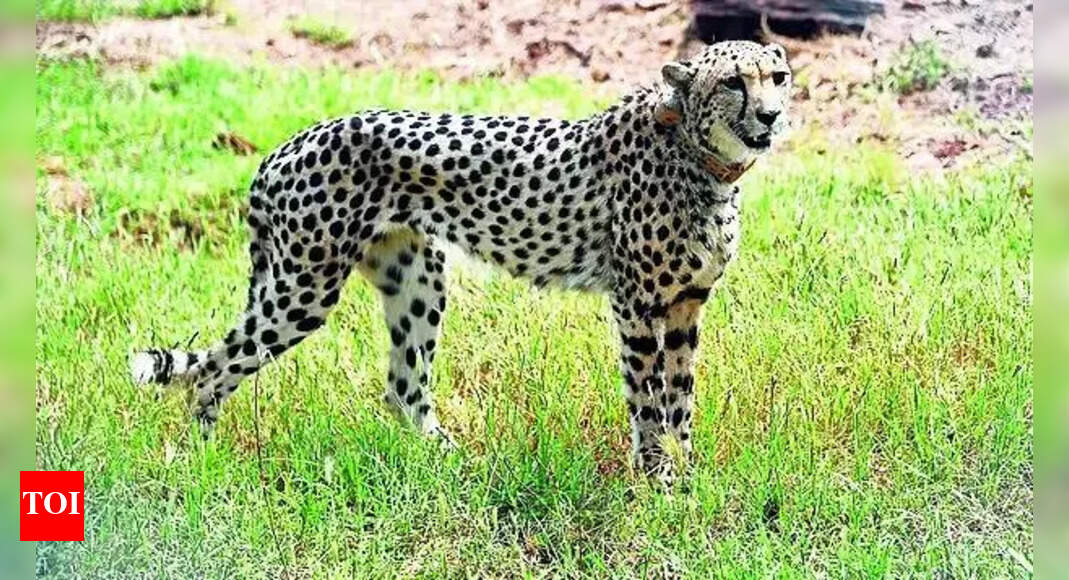 Kuno National Park Cheetah Death: Ninth cheetah dies at MP's Kuno ...