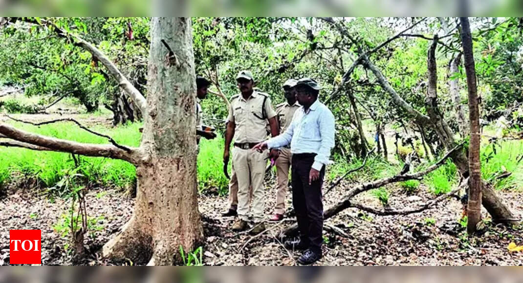 Jungle Safari: Forest Dept To Start Safari At Cauvery Wildlife ...