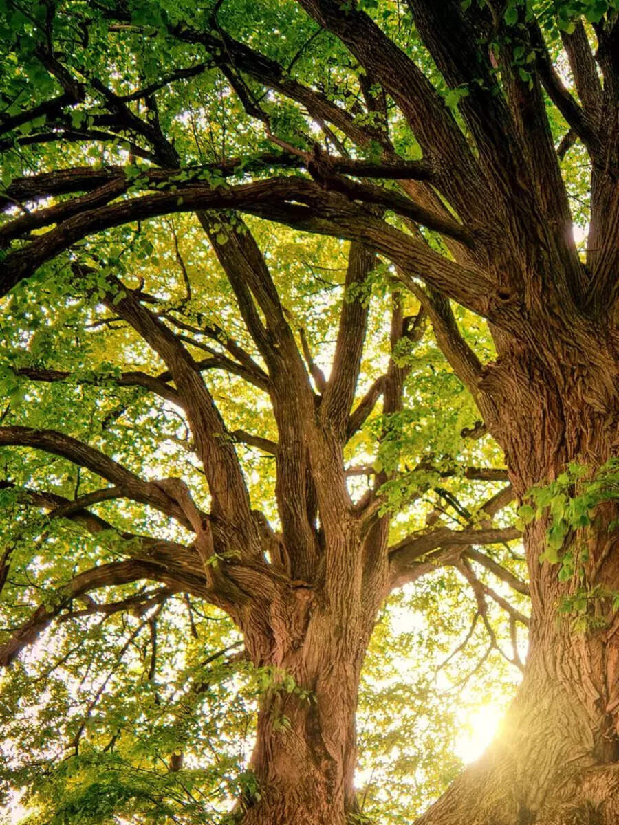 Fascinating ways in which trees communicate | Times of India