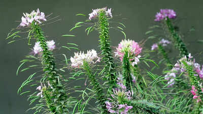 'Tree Show' of Indigenous Species to Begin on August 4 - Times of India