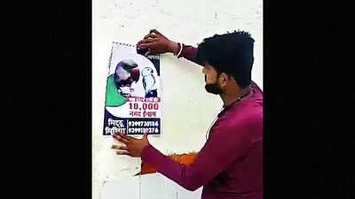 Missing Parrot: Seen Mithu? Family Promises ₹10k Reward To Find Missing Parrot | Bhopal News ...