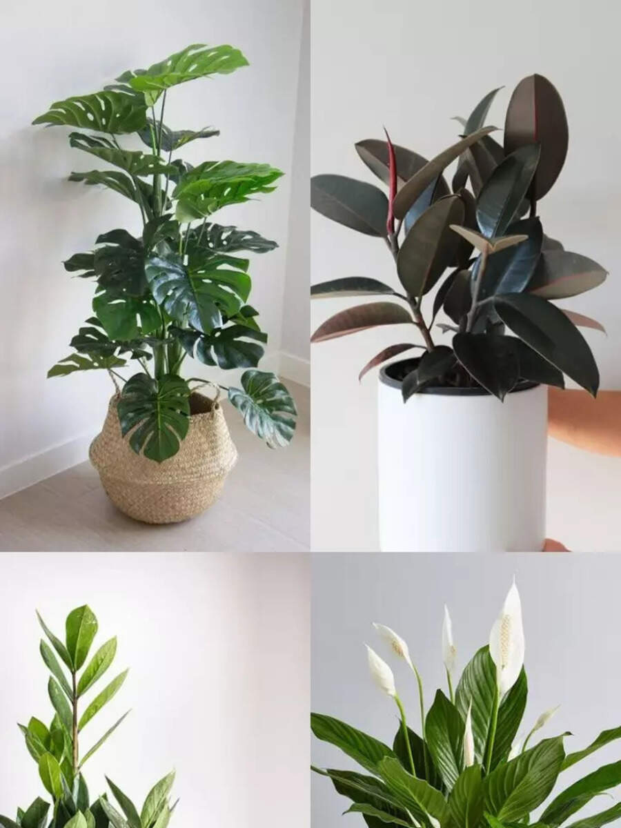 Best Indoor Foliage Plants To Give Your Living Space A Colourful Vibe ...