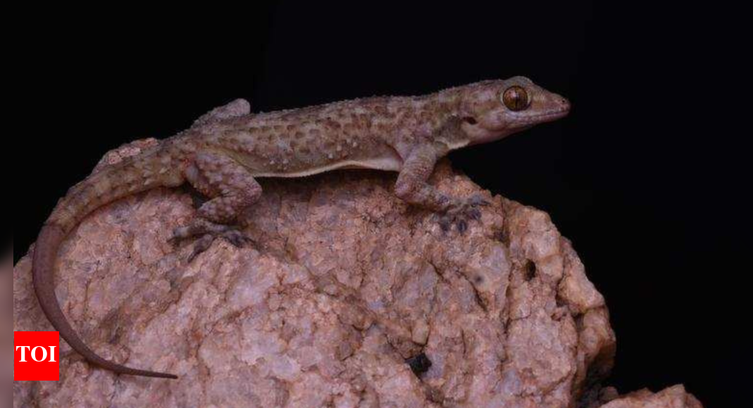 In a groundbreaking discovery, new species of gecko found in Tamil Nadu ...