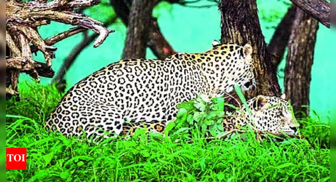 Captive Leopards In Devaliya Safari Park Display Homosexual Behaviour ...