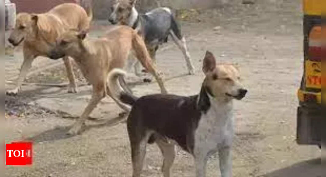 Stray Attack: Strays Attack 12-year-old In Condo, Delivery Exec Saves ...