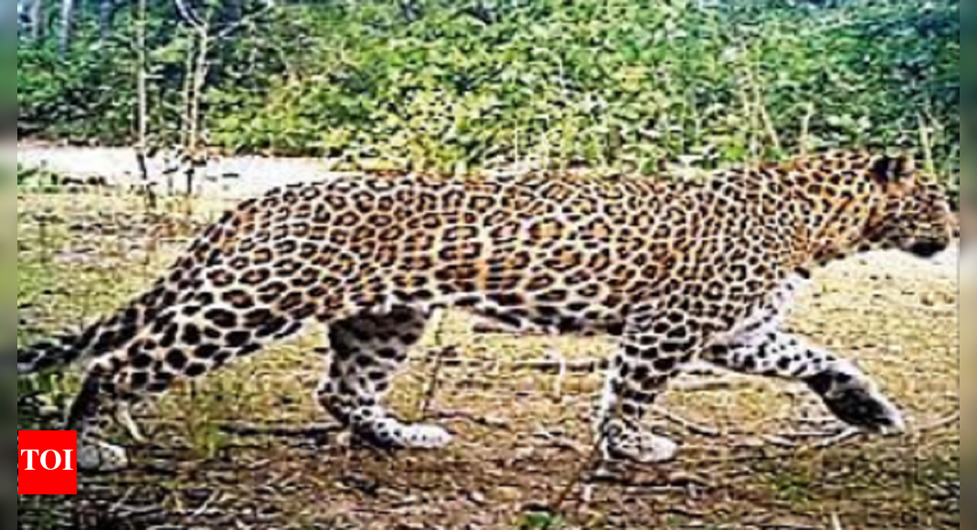 UP: After 13 kills in 7 months, shoot-at-sight order issued for 2 man ...