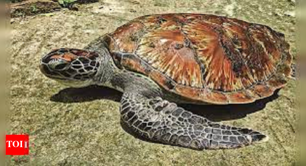 Turtle: 400kg Turtle Found Dead, Wedged In Tetrapods | Mumbai News ...