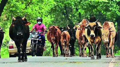 Chhattisgarh chief secretary reviews progress on preventing road ...