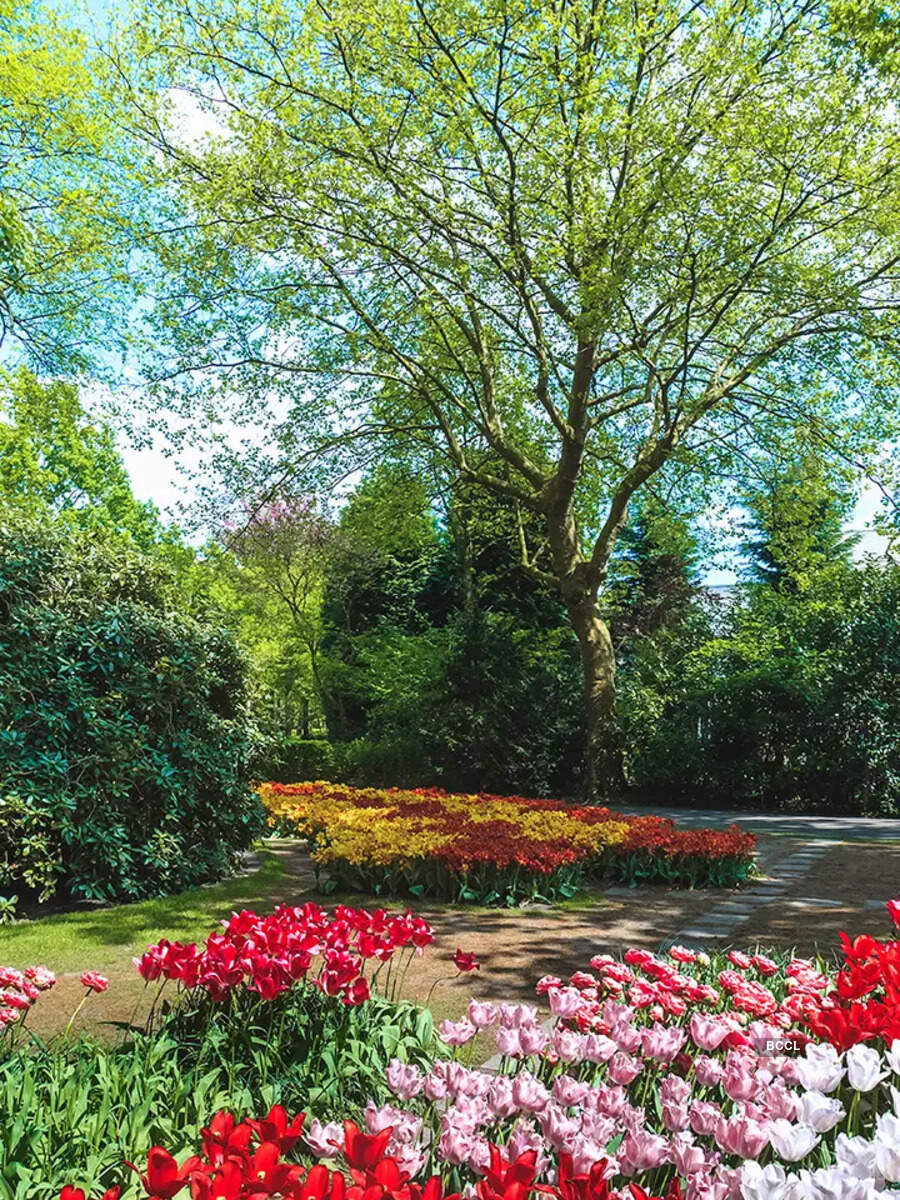 Best monsoon flower to grow in your garden | TOIPhotogallery