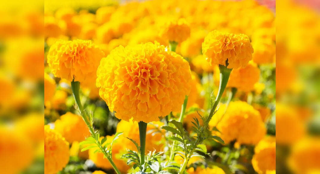 Kattakkada in Kerala is attracting tourists with its amazing marigold ...