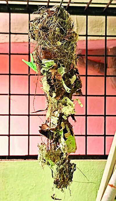 Plastic Waste: Experts Concerned About Birds Using Plastic Waste To ...