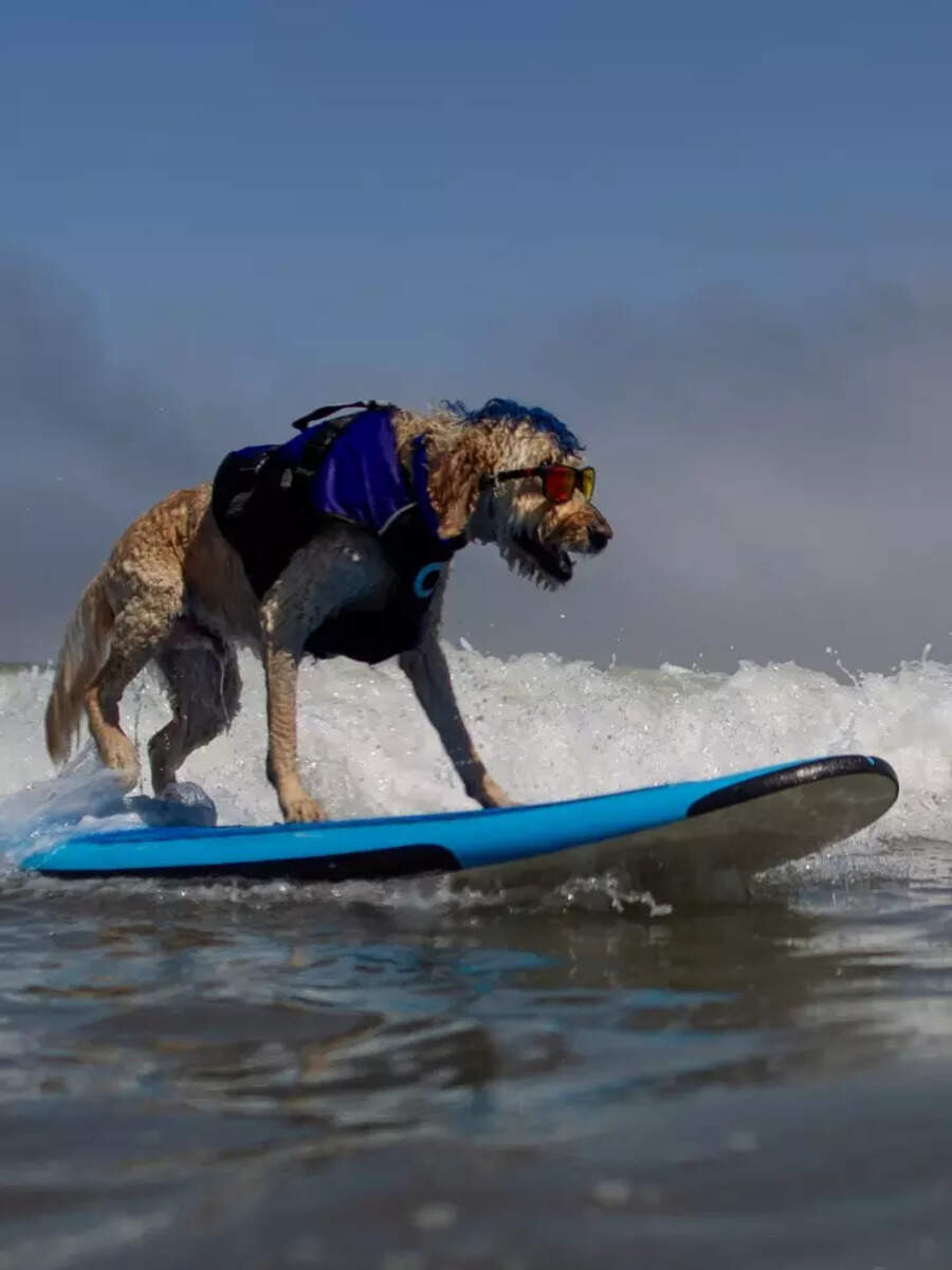 Canines conquer the waves at World Dog Surfing Championships ...
