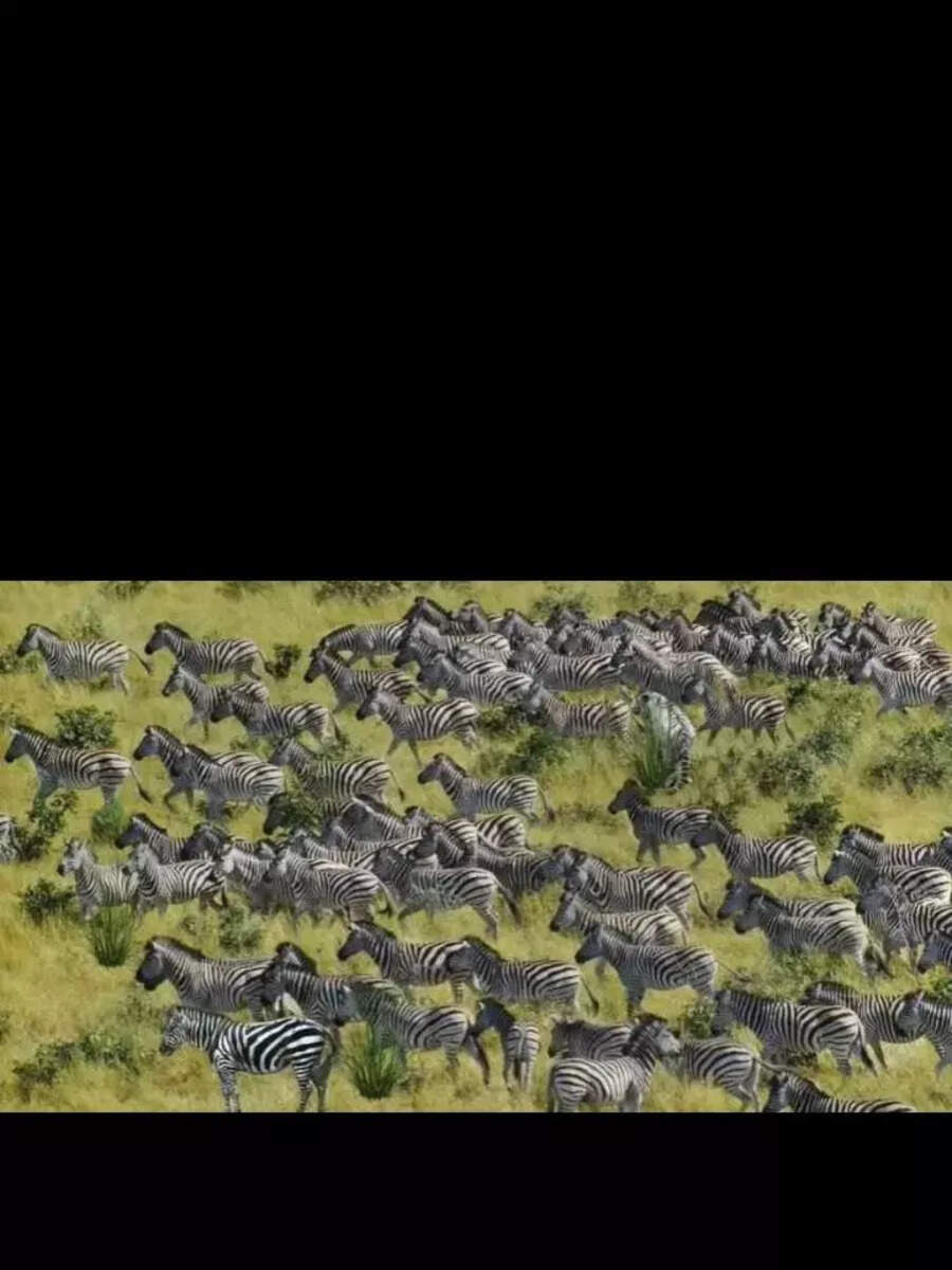 Optical Illusion Test Spot The Hidden Tiger Among Zebras In 8 Seconds Times Now