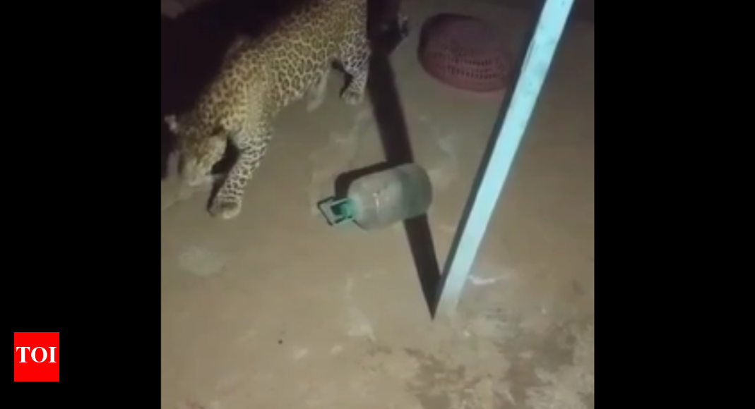 Leopard: Leopard in Thane: Forest officers issue advisory after leopard ...