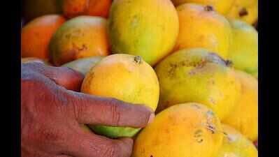 Invest Rs 100cr to protect heritage mangoes: Borkar | Goa News - Times ...