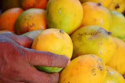 Invest Rs 100cr to protect heritage mangoes: Borkar | Goa News - Times ...