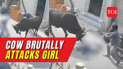 Stray cow attacks girl in Chennai | Chennai News - Times of India