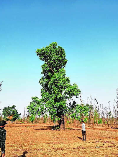 Timru: Seedless Timru Discovered In Dang | Ahmedabad News - Times of India