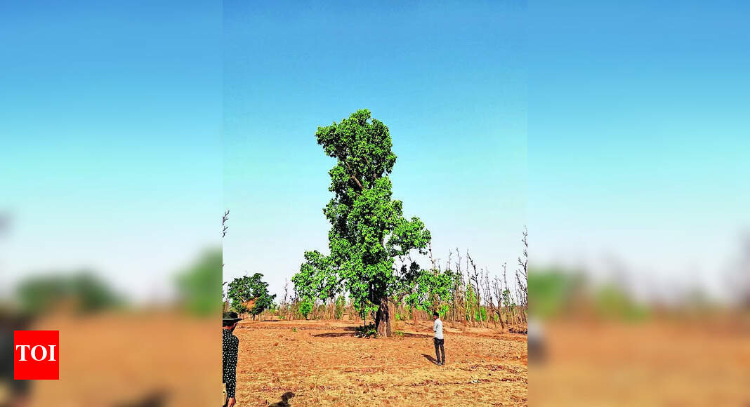 Timru: Seedless Timru Discovered In Dang | Ahmedabad News - Times of India