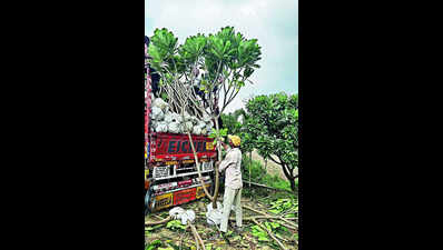 NGT: Ngt Orders Tree Census In City | Ludhiana News - Times of India