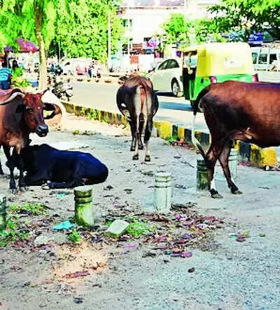 Stray Cattle: Invoke Sec 133 To Check Stray Cattle Menace: Bmc To Cops ...