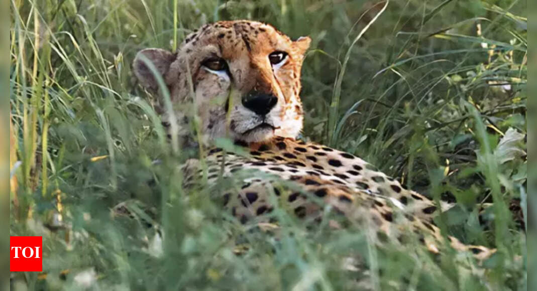 Why was there such a rush to bring in cheetahs, asks wildlife expert ...