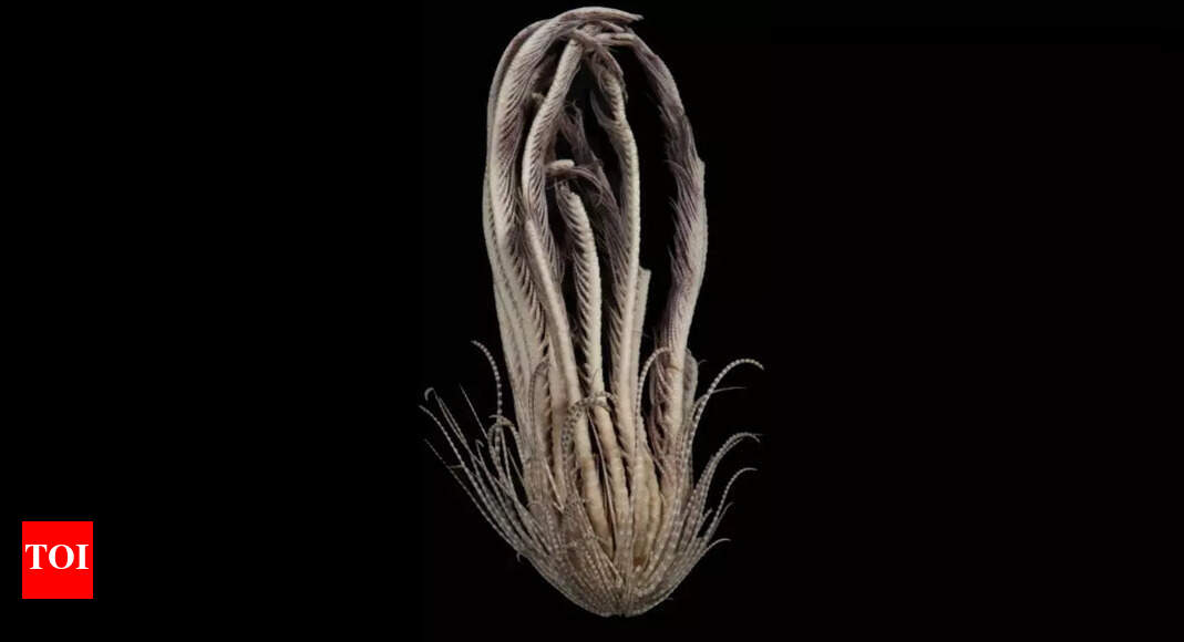 Alien-like creature with 20 arms discovered in the Antarctic Ocean - Times of India