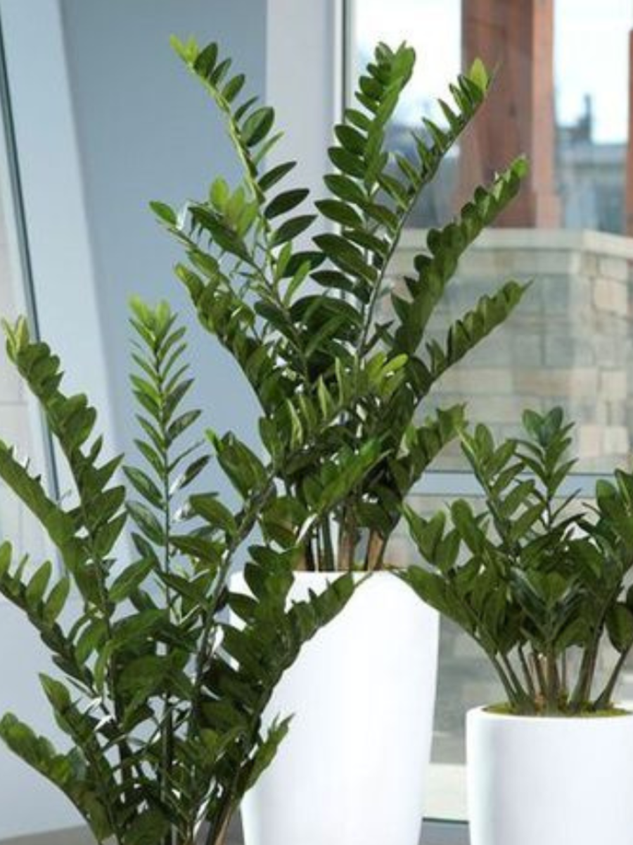 Best Indoor Plants That Produce High Oxygen | Times Now