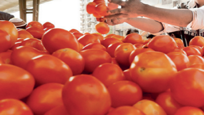 Fresh crop helps price of tomato dip to Rs 80-120/kg in Mumbai | Mumbai ...