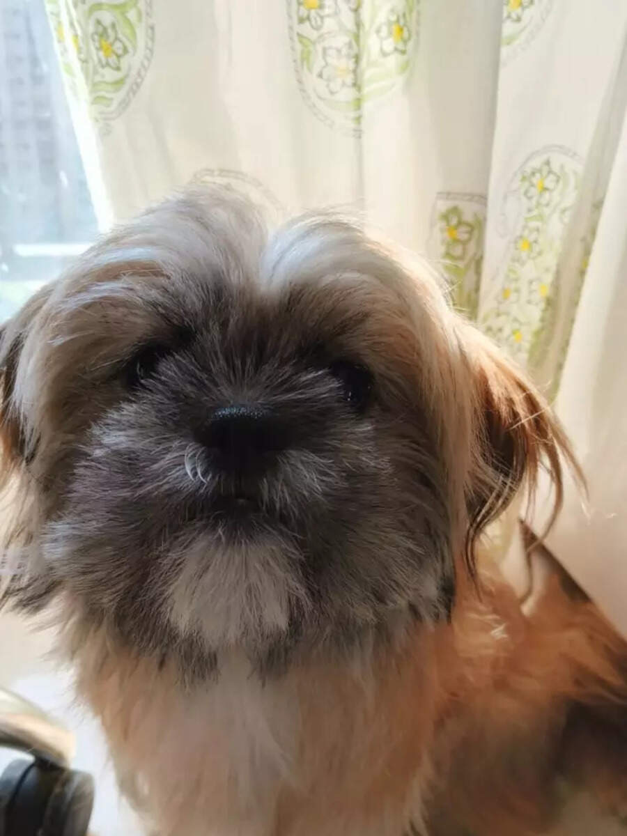 9 things that humans do that dogs dislike | Times of India