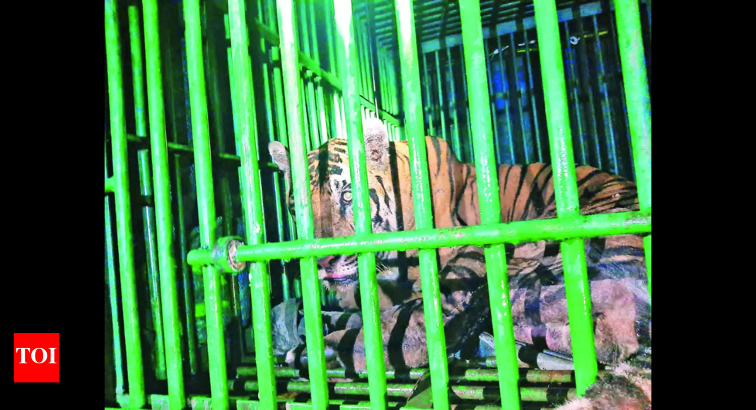 Tiger captured in Kumari gets treatment at Vandalur zoo | Chennai News ...