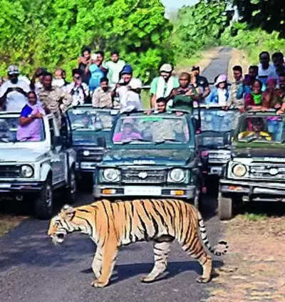 Tadoba: Hc Stays Termination Of Tadoba Safari Booking Website Operator ...