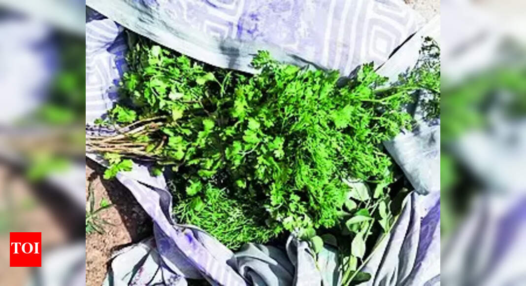 Vegetable Buyers: Consumers Happy As Coriander Price Drops | Hubballi ...