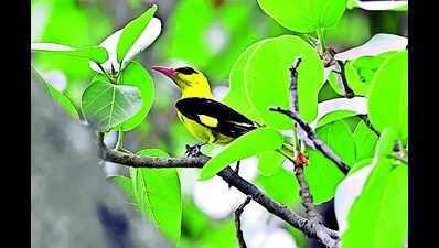 Bird Population: With A Variety Of Species, Timbi Offers Ideal ...