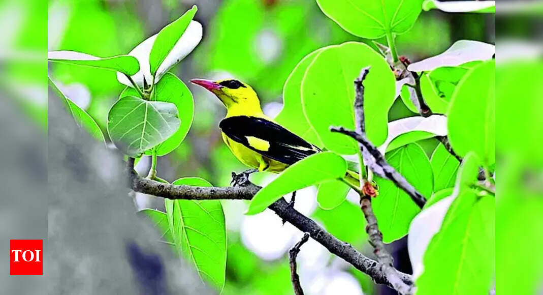 Bird Population: With A Variety Of Species, Timbi Offers Ideal ...