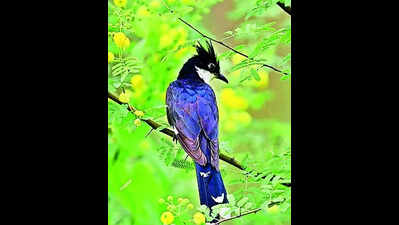 Bird Population: With A Variety Of Species, Timbi Offers Ideal ...