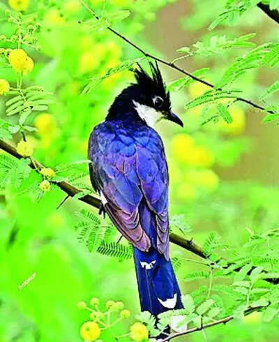 Bird Population: With A Variety Of Species, Timbi Offers Ideal ...