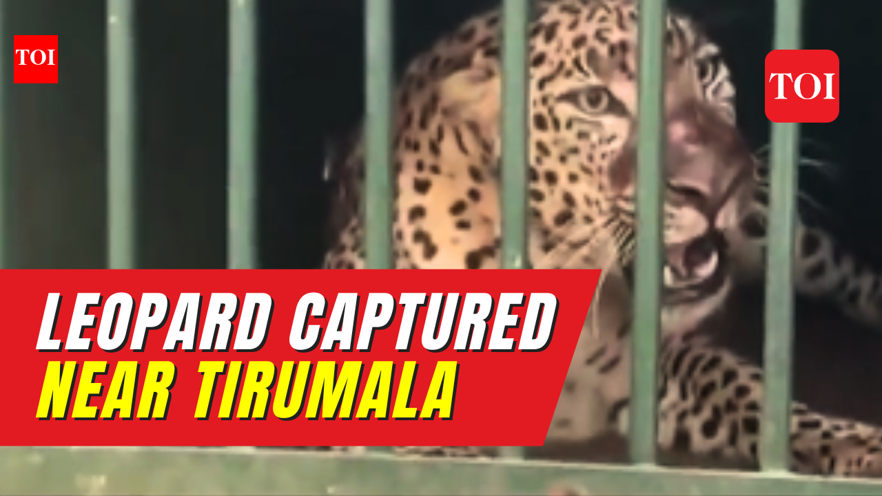 Leopard captured on Tirumala footway by forest officials