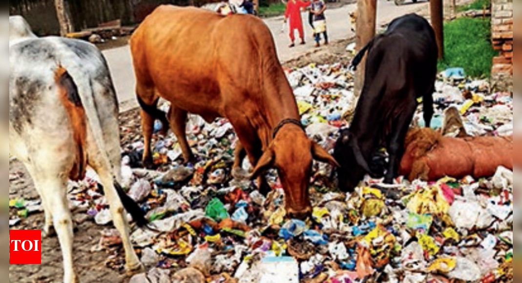 Garbage dumped along road in Siddharth Vihar raises a stink | Ghaziabad ...